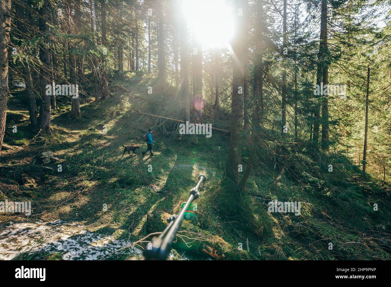 A train traveling down train tracks near a forest Stock Photo - Alamy