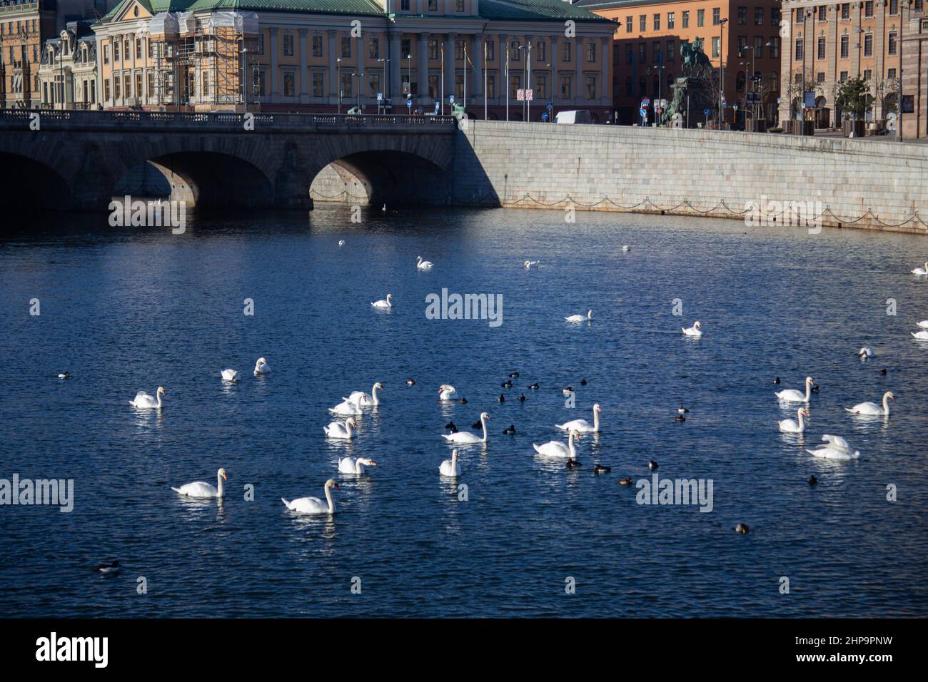Large gathering of birds lake in the city center, lots of swans, ducks ...