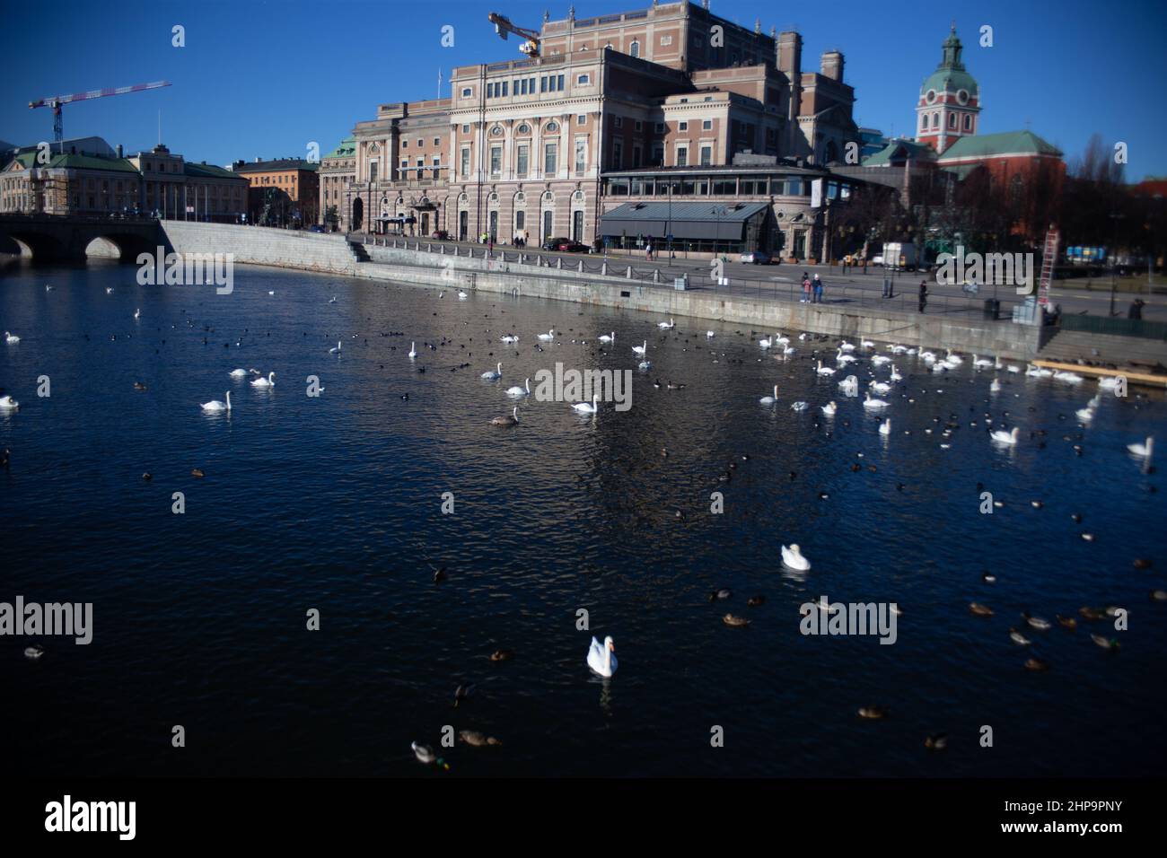 Large gathering of birds lake in the city center, lots of swans, ducks ...