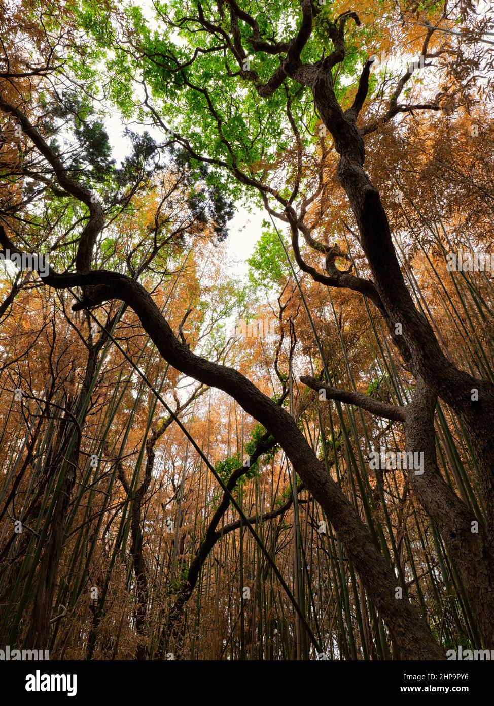 Beautiful view of high trees with autumn leaves in the forest in ...