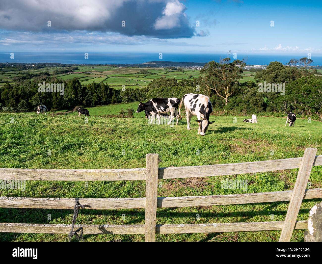Group of cows on a meadow of Terceira island, Azores, Portugal Stock ...