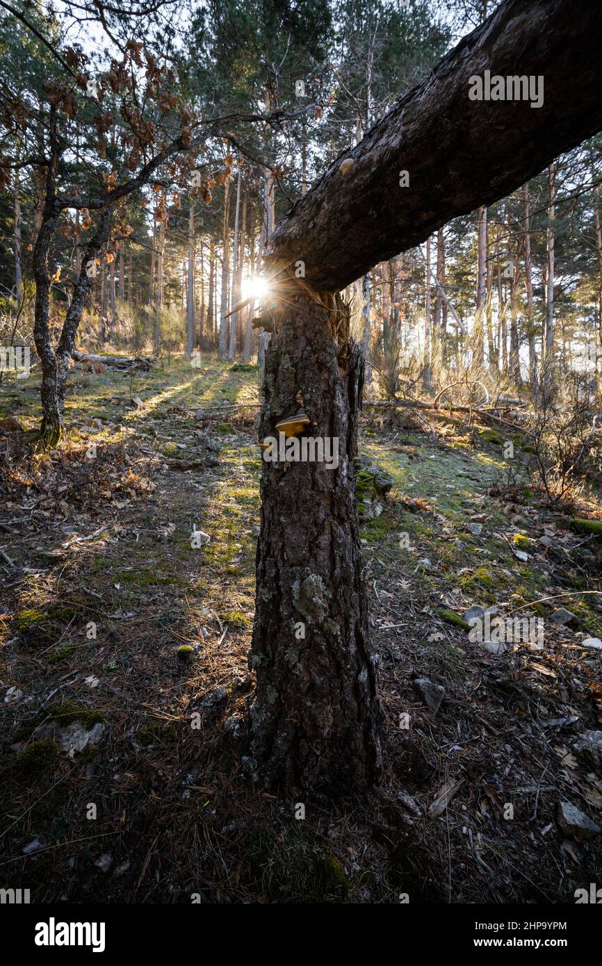 Vertical shot sun peering hi-res stock photography and images - Alamy
