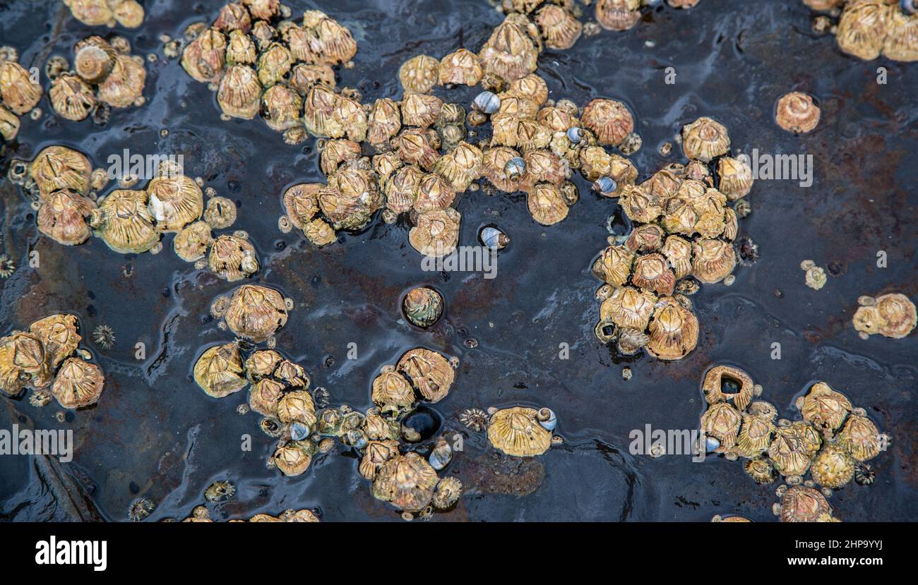 Limpets australia hi-res stock photography and images - Alamy