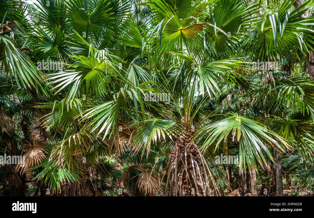 Durras lake discovery trail hi-res stock photography and images - Alamy