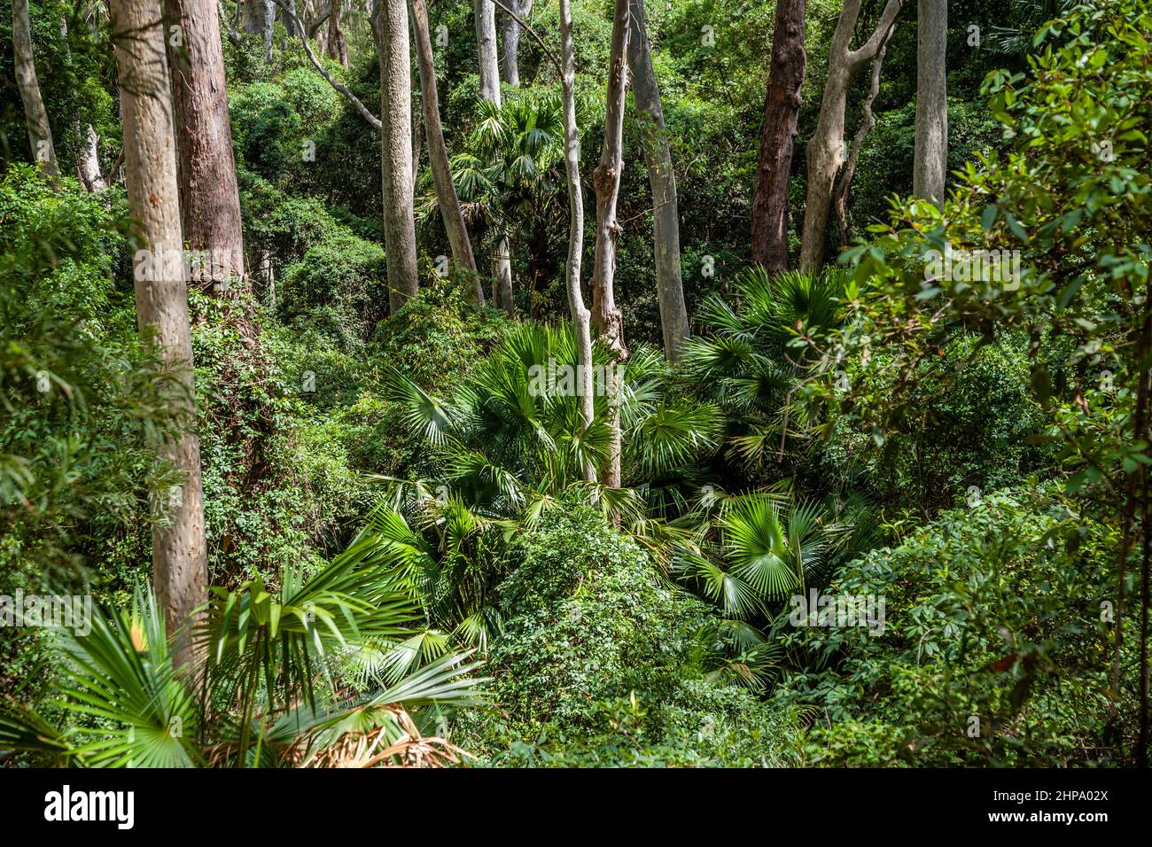 Palms ferns hi-res stock photography and images - Alamy