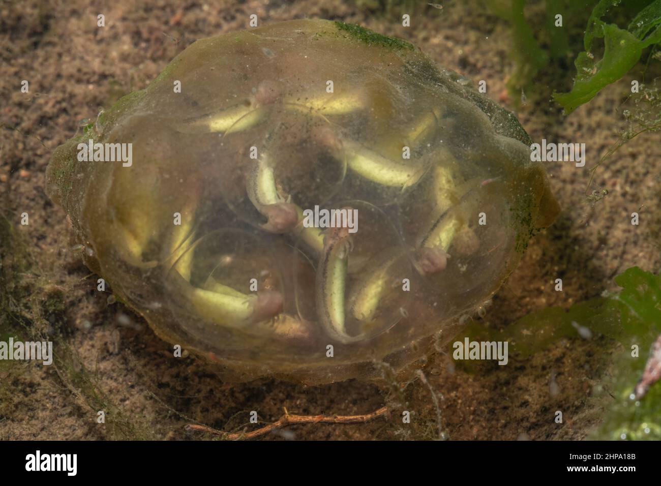 An extreme macro showing the larvae of the California newt (Taricha ...