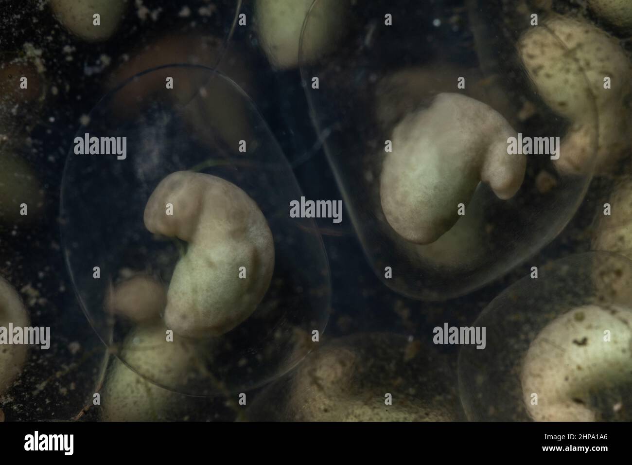 An extreme macro showing the larvae of the California newt (Taricha ...