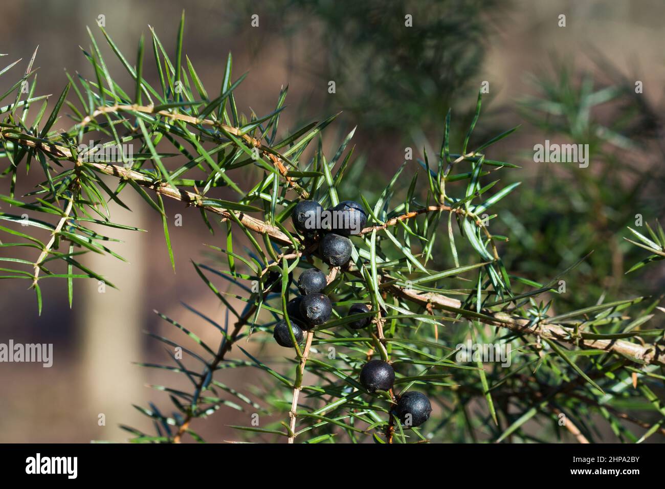Juniper berry tree hi-res stock photography and images - Alamy