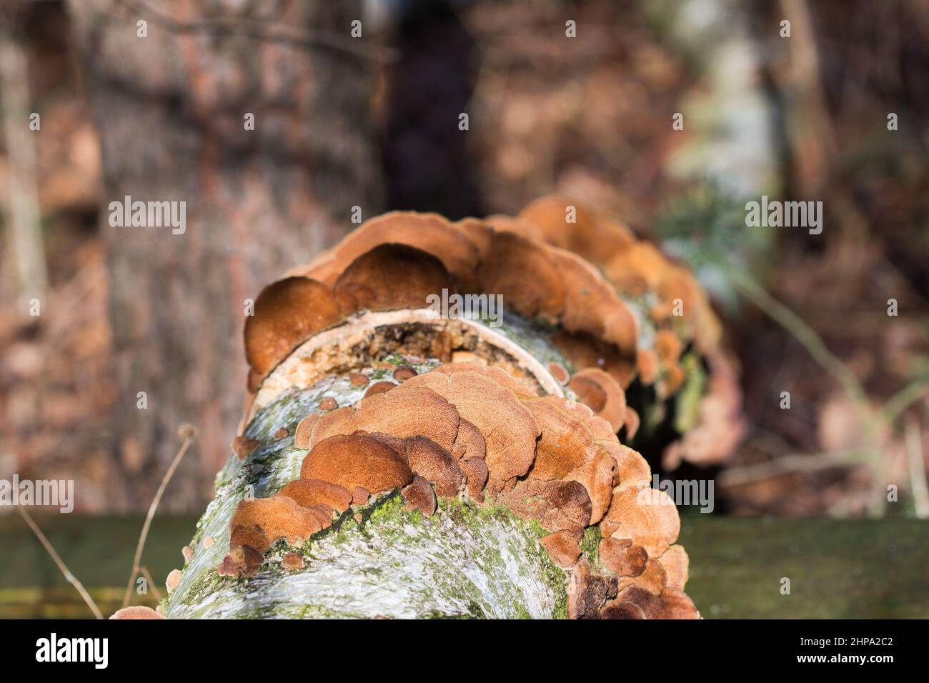 group of Trichaptum biforme fungus on birch stump closeup selective ...