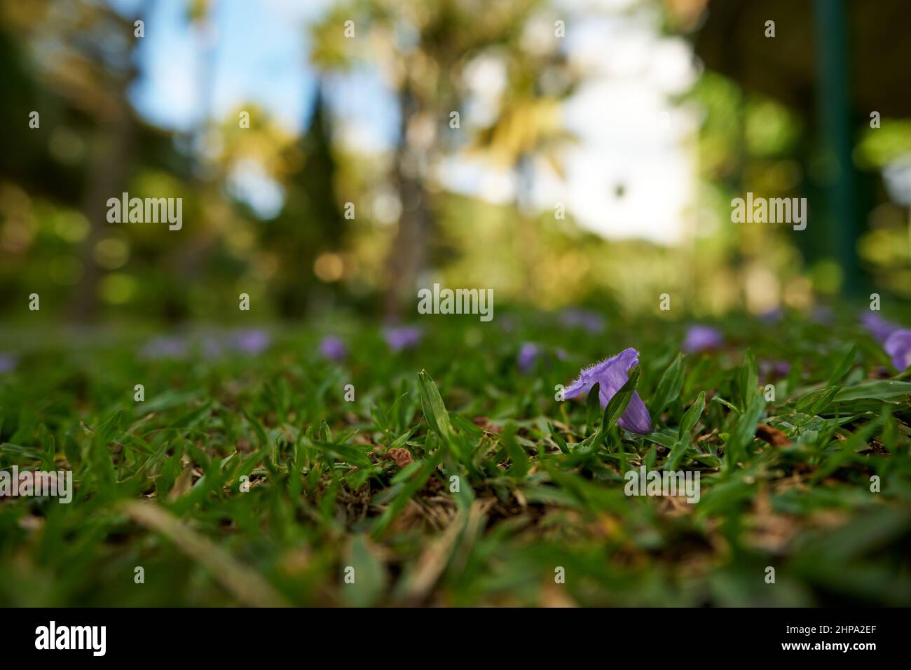 Closeup shot of grass in a beautiful garden Stock Photo - Alamy