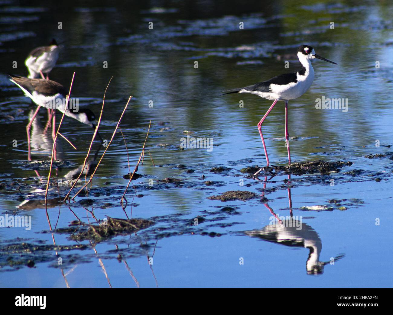 Pair of black-winged stilt birds in a pond Stock Photo - Alamy