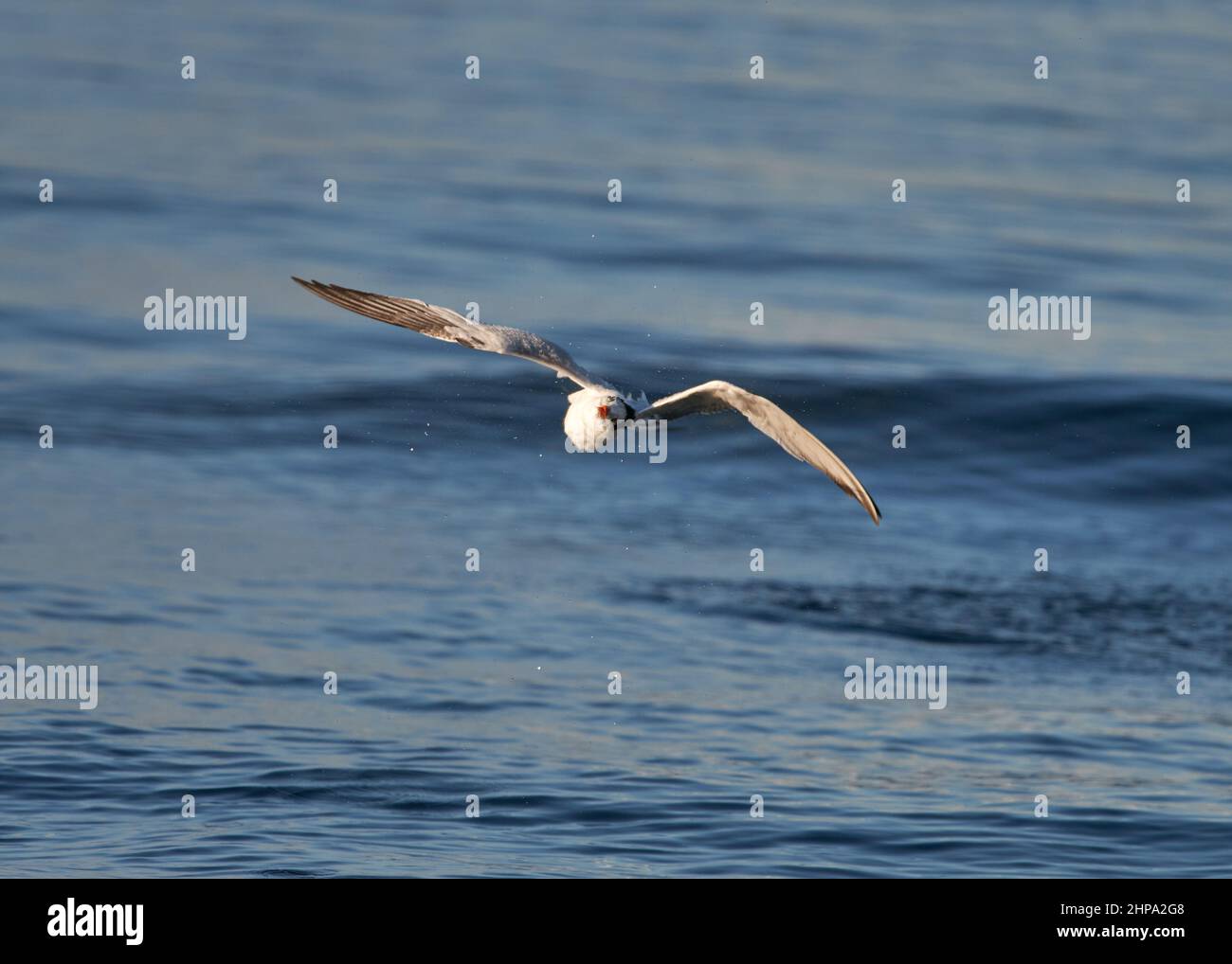 Flying low over ocean waves hi-res stock photography and images - Alamy
