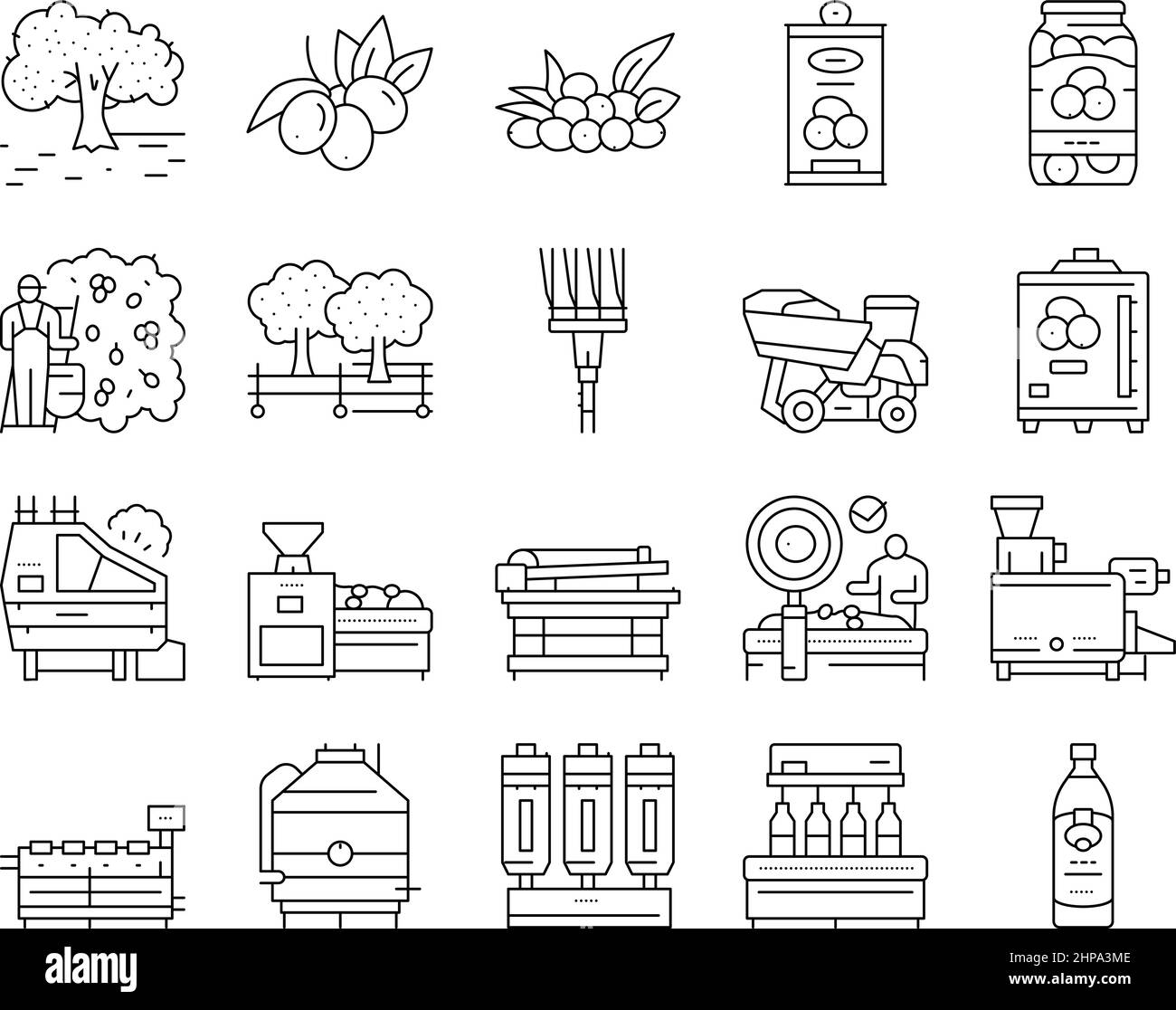 Olive Production And Harvesting Icons Set Vector Stock Vector Image ...