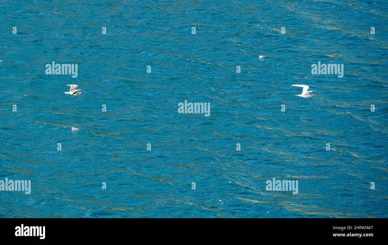Flying low over the water hi-res stock photography and images - Alamy