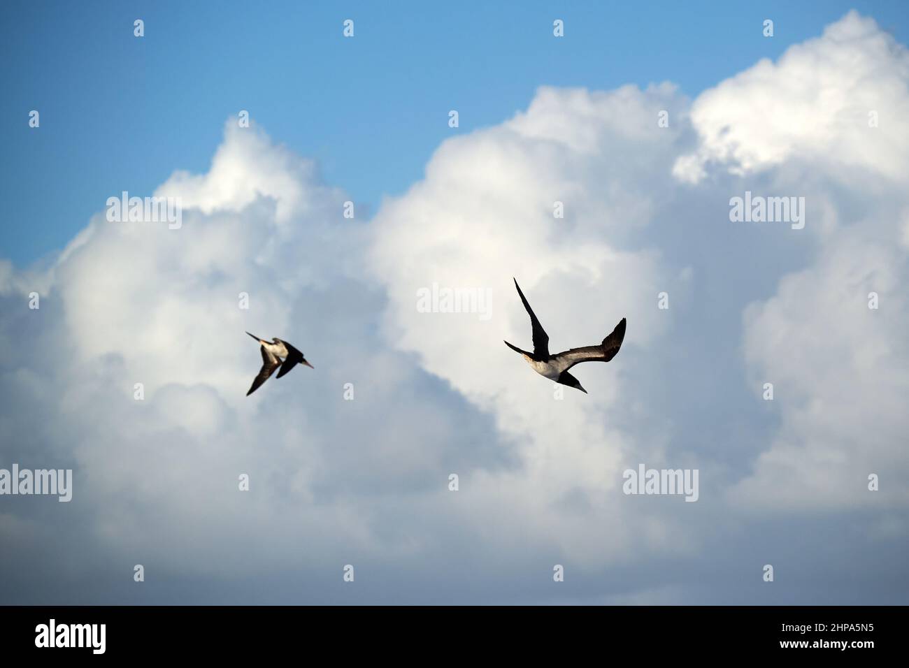 Shot of two birds flying Stock Photo - Alamy
