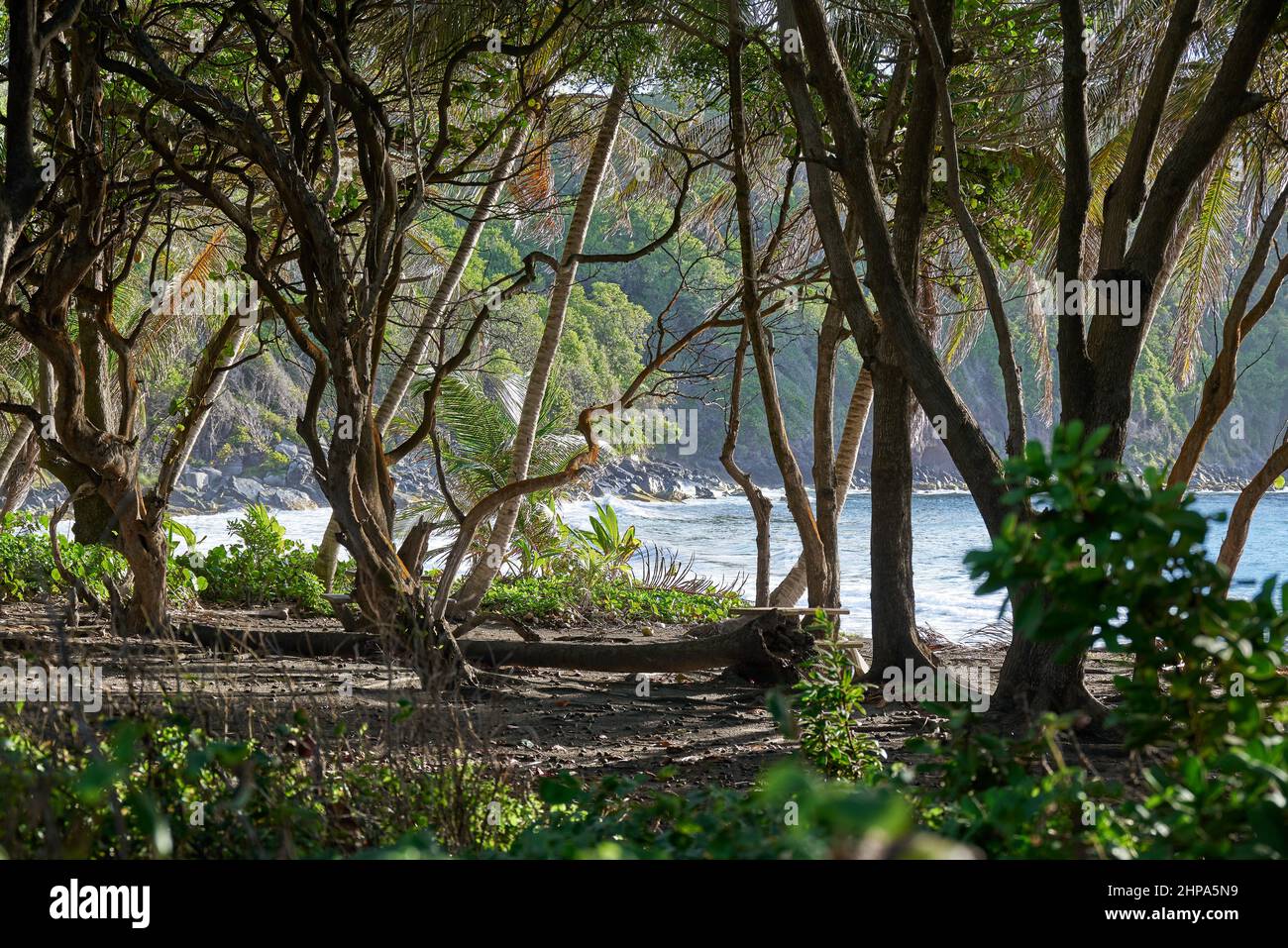 Trees growing near the ocean Stock Photo - Alamy