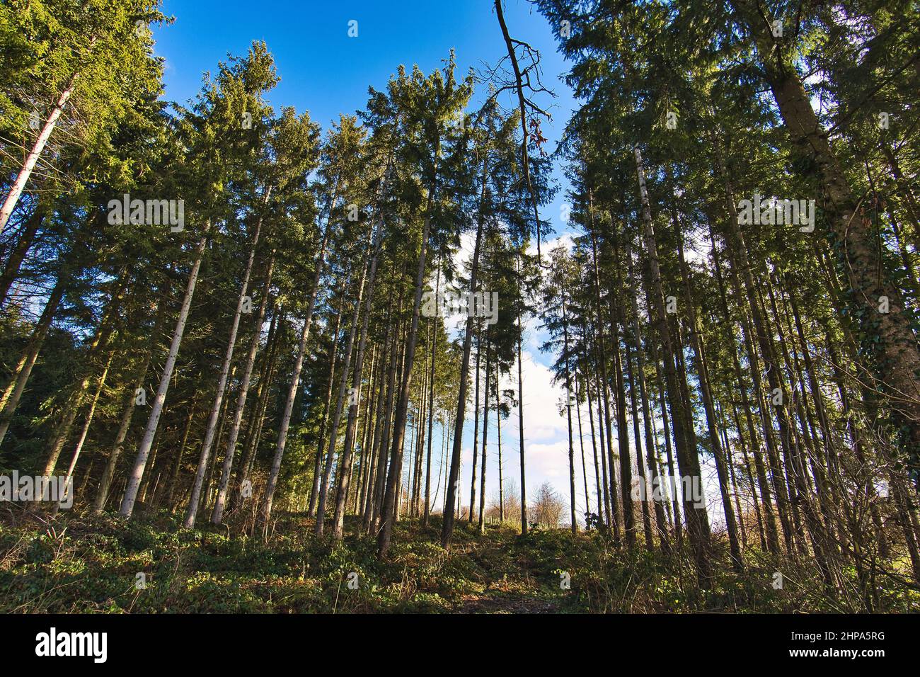 View of tall trees in a forest Stock Photo - Alamy