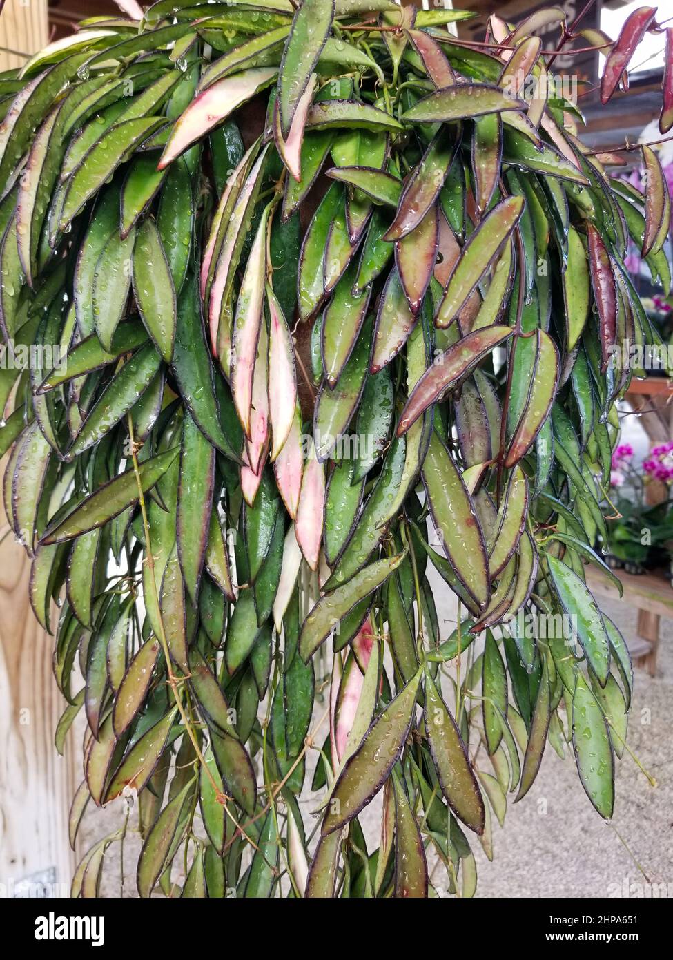 A large hanging plant of Hoya Wayetii variegated Stock Photo - Alamy