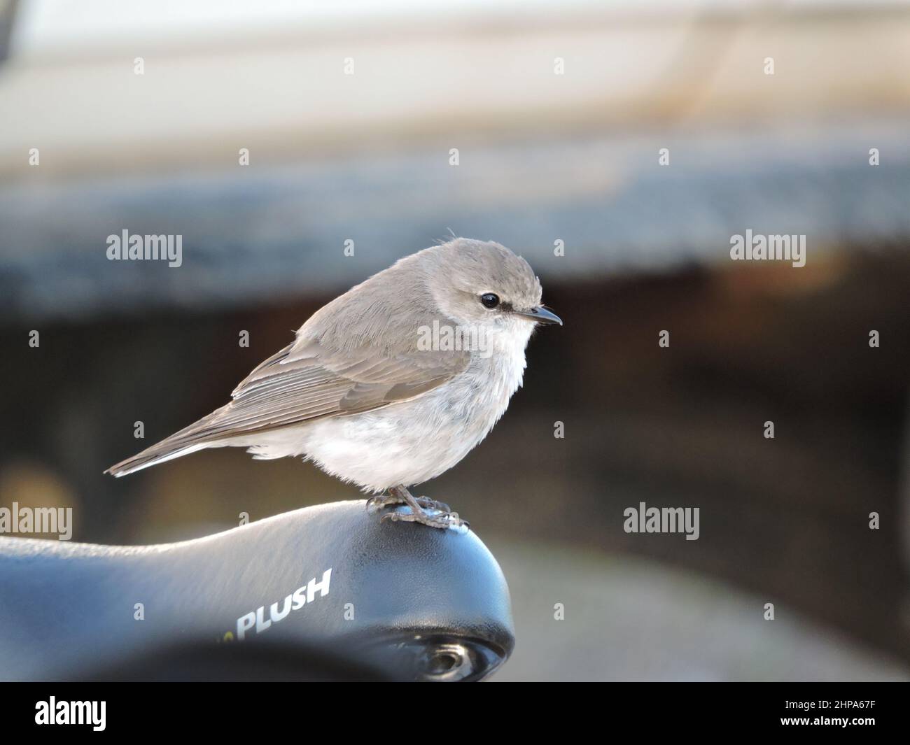 Cheeky australian bird hi-res stock photography and images - Alamy