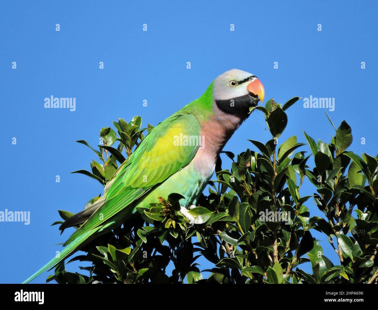 Interloper hi-res stock photography and images - Alamy