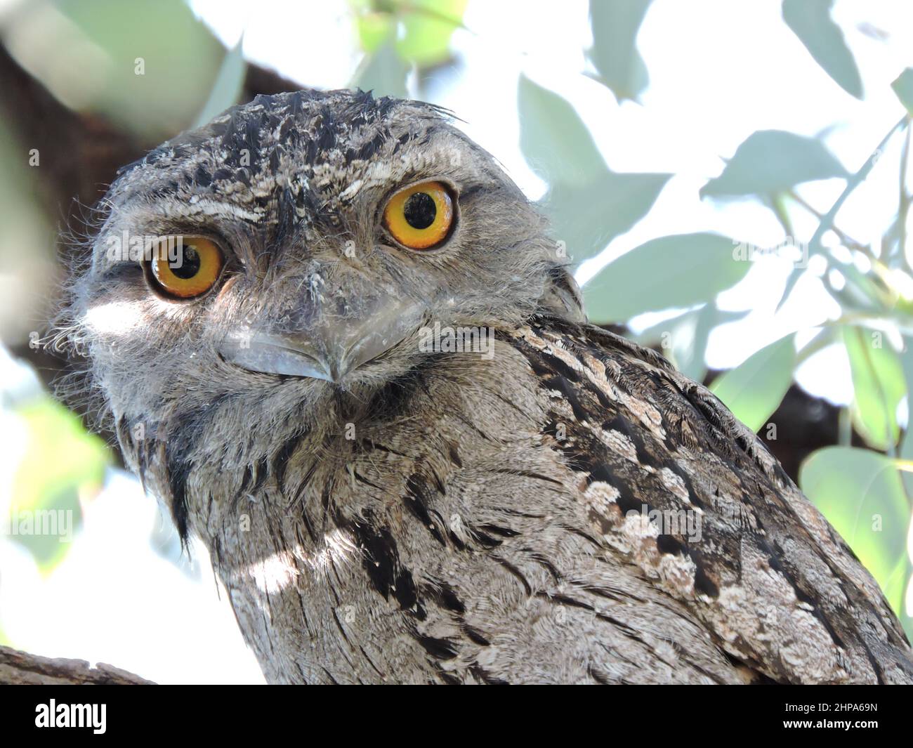 Mopoke hi-res stock photography and images - Alamy