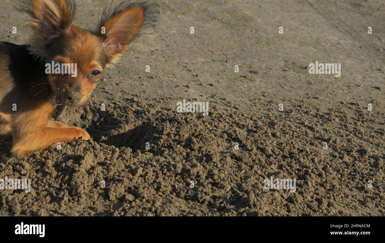 The dog digging a hole in the sand. Shooting video slow motion 60fps ...