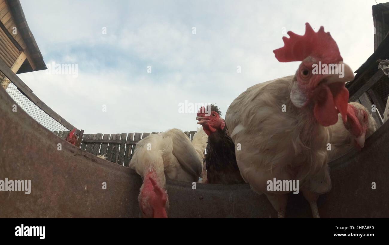 Chickens in the hen house eat food. Extreme shooting on the action ...