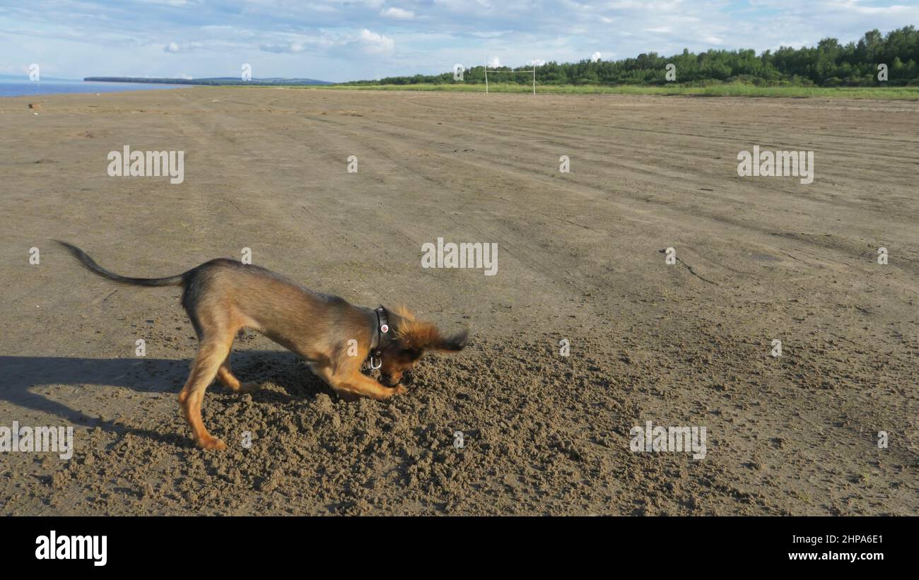 The dog digging a hole in the sand. Shooting video slow motion 60fps ...