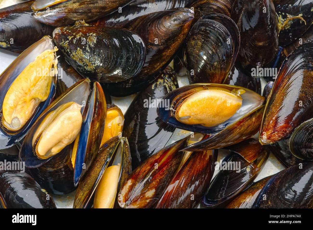 steamed mussels entree. Cooked mussels on white plate on white ...