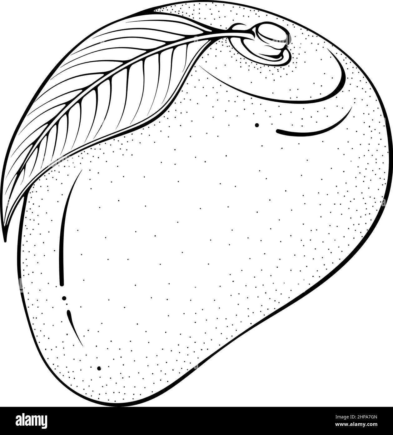 Whole mango line art Stock Vector Image & Art - Alamy