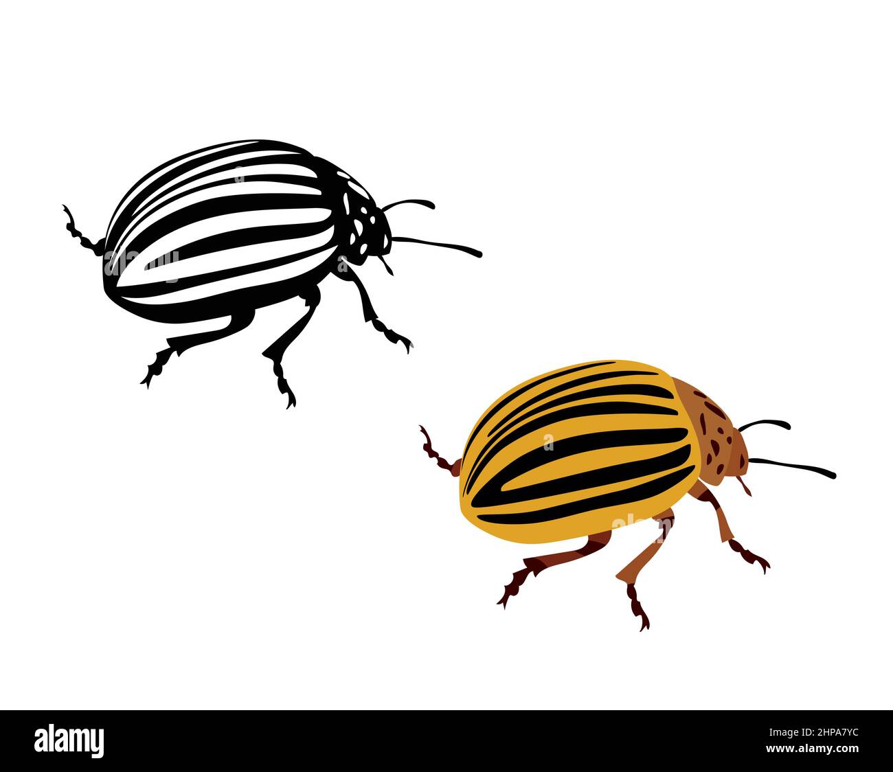 colorado potato beetle - vector illustration Stock Vector Image & Art ...
