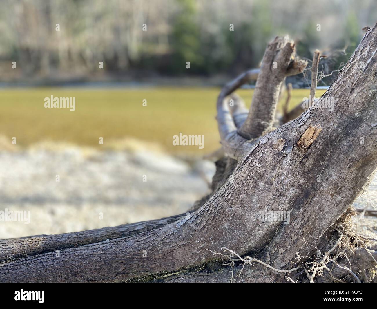 Closeup of the dry tree roots on the bank of the river Stock Photo - Alamy