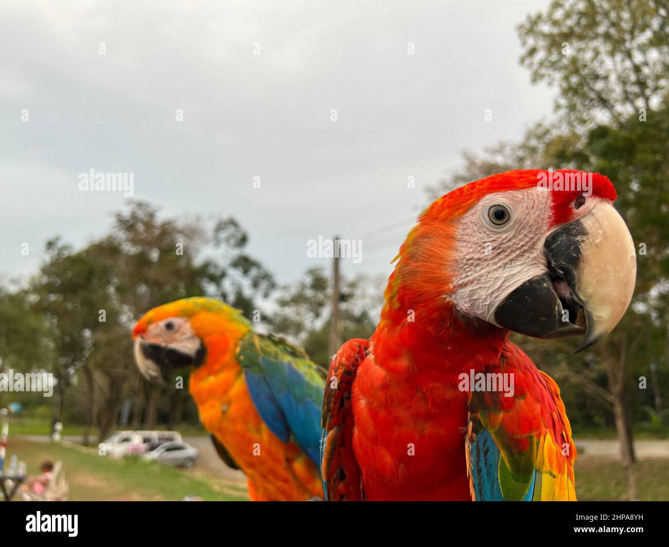 Hybrid macaw, Catalina macaw in a park Stock Photo - Alamy