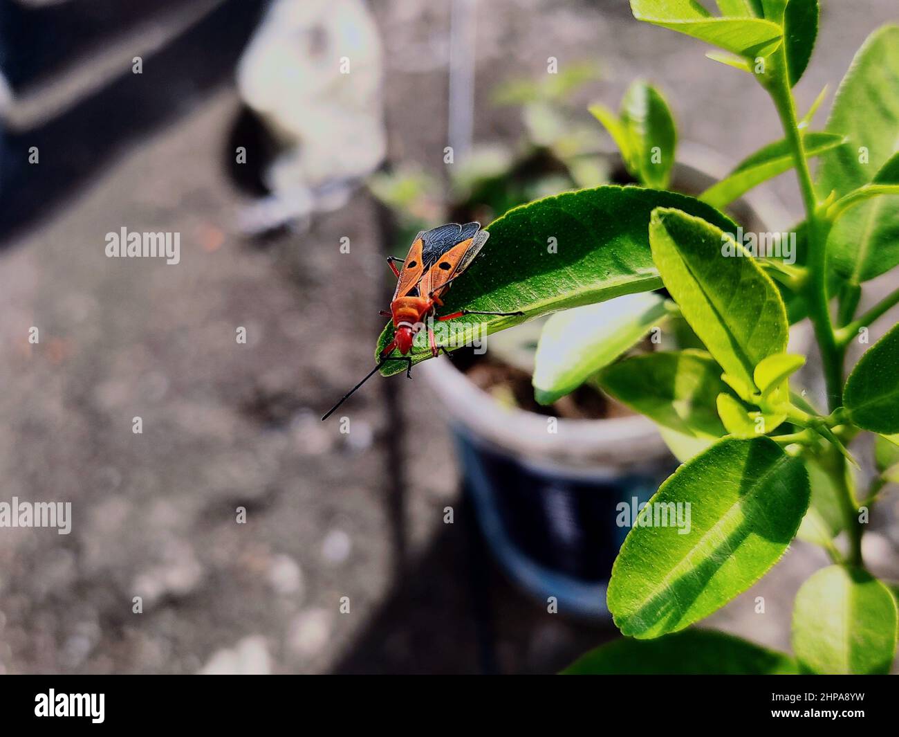 Closeup of an insect on a plant in a garden Stock Photo - Alamy