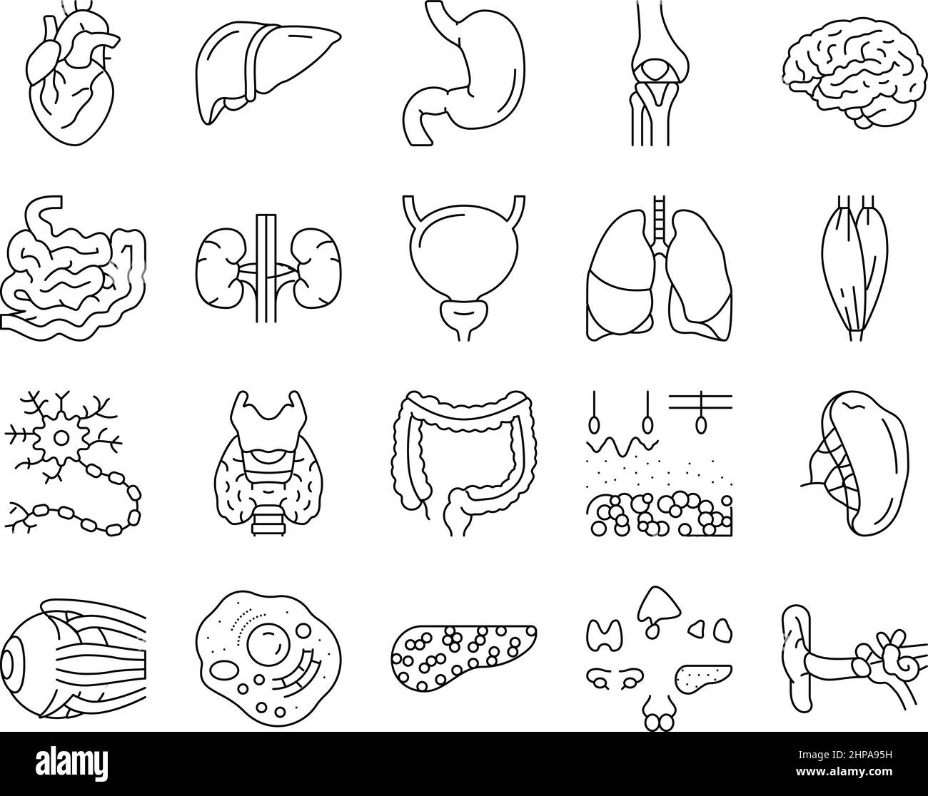 Human Internal Organ Anatomy Icons Set Vector Stock Vector Image & Art ...