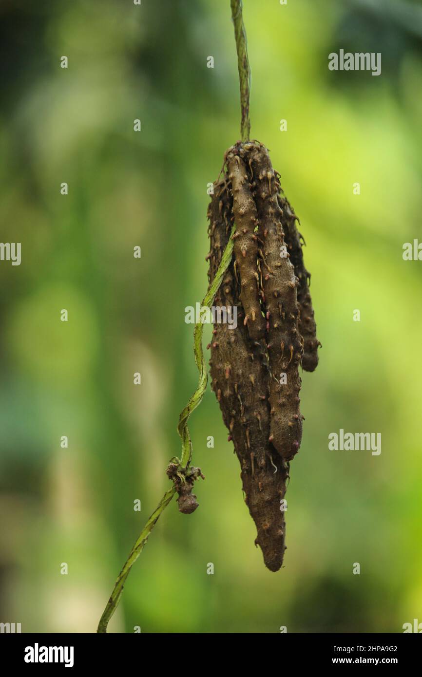 Portrait picture of potato on hanging potato tree Stock Photo - Alamy