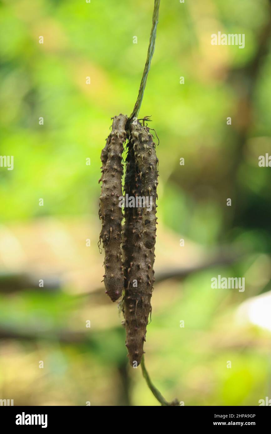 Portrait picture of potato on hanging potato tree Stock Photo - Alamy