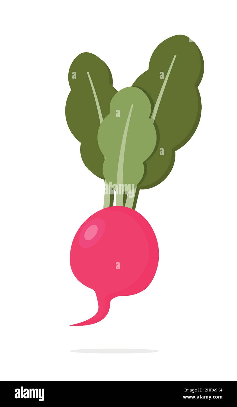 Cartoon radish hi-res stock photography and images - Alamy