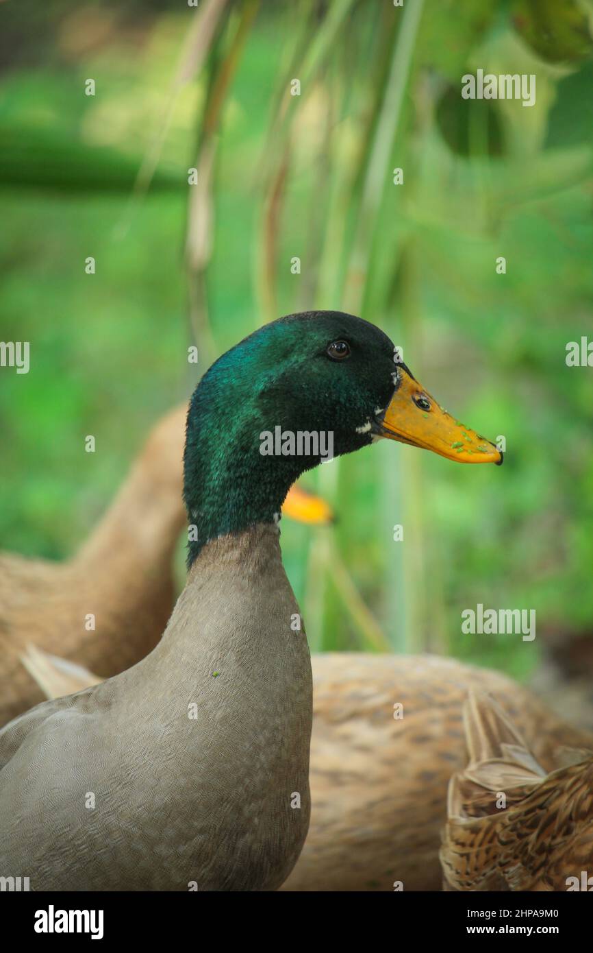 Portrait picture of Bangladeshi male duck Stock Photo - Alamy