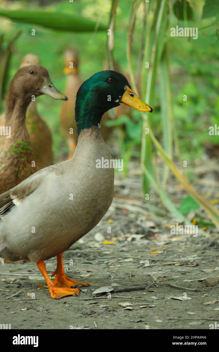 Portrait picture of Bangladeshi male duck Stock Photo - Alamy