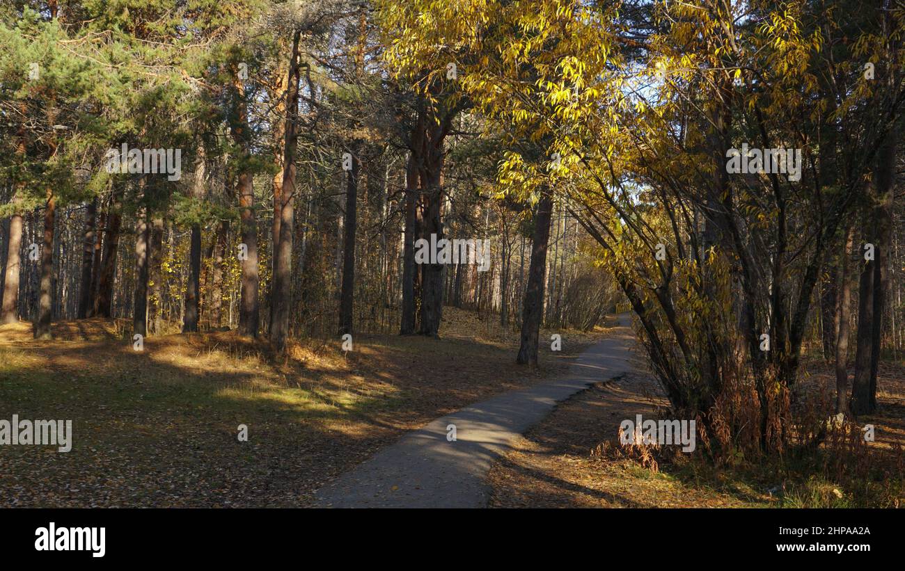 Asphalt path in the autumn forest. Walk through the forest among the ...