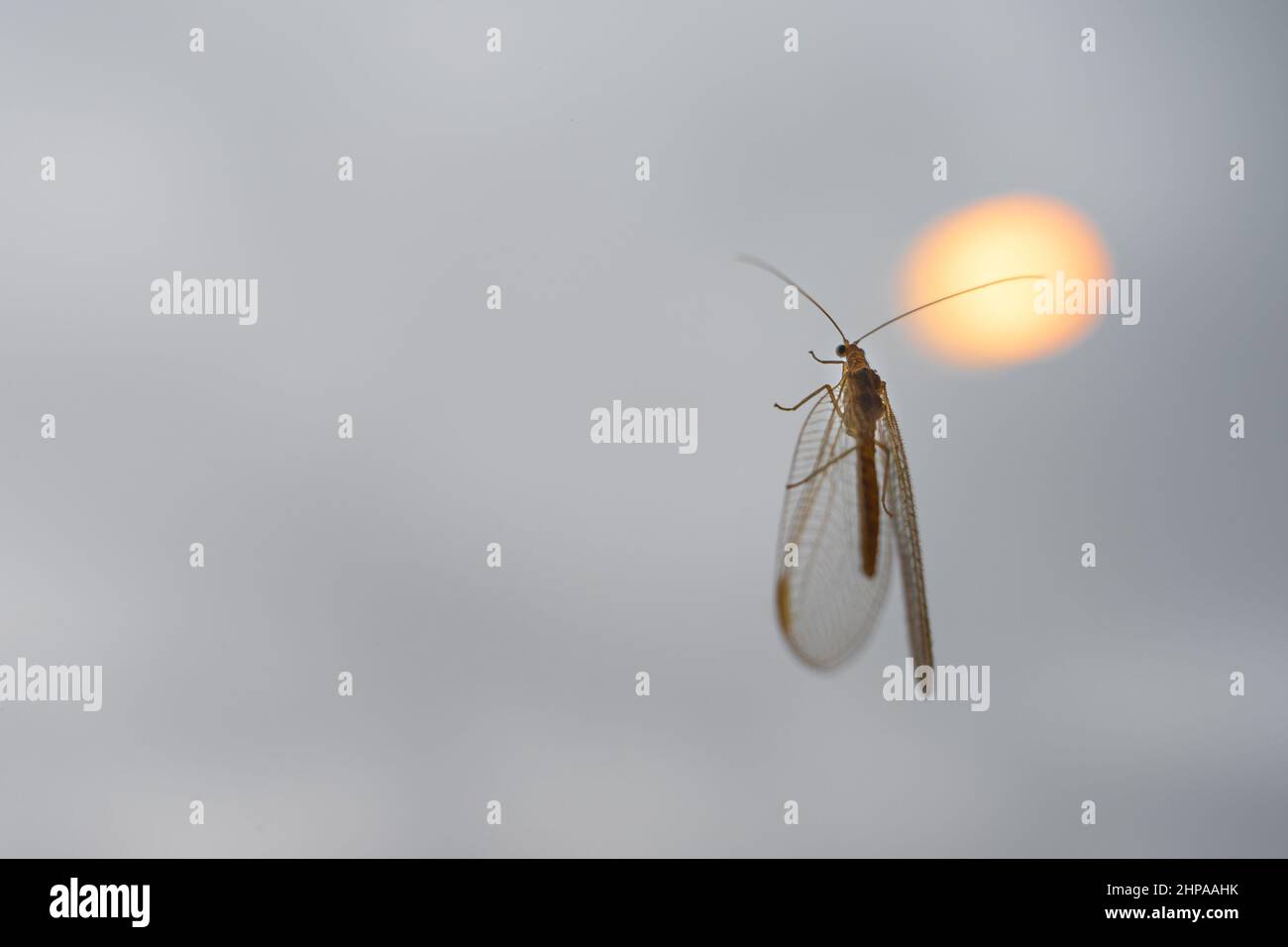 Lacewing insect close-up on the window Stock Photo - Alamy