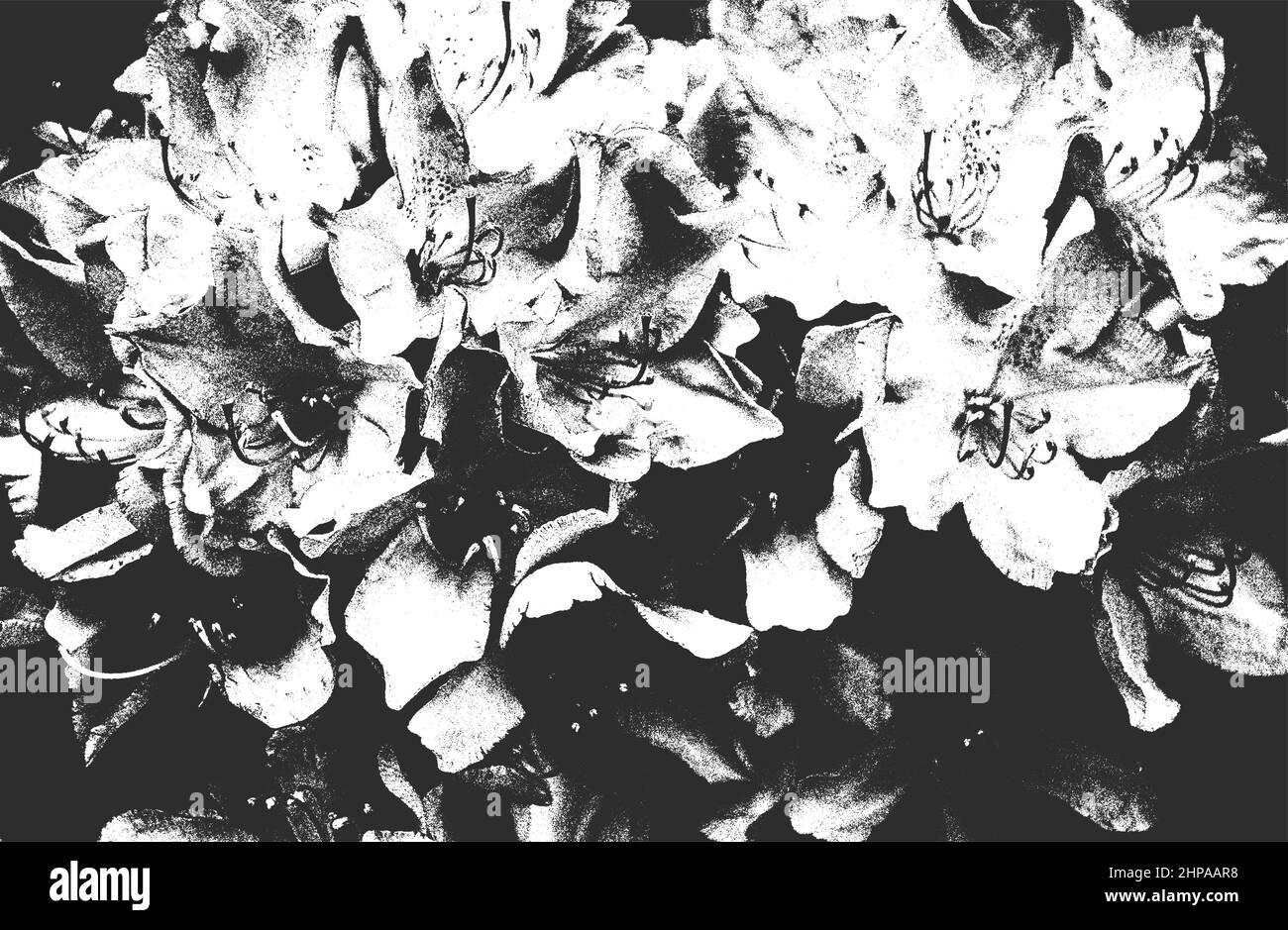 Distressed overlay wooden leaf macro texture with streaks. grunge black ...