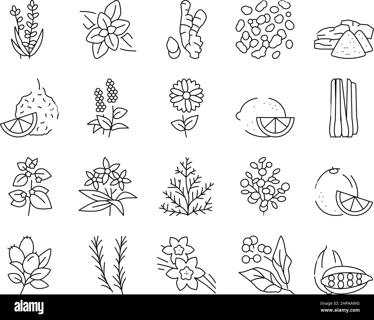 Aromatherapy Herbs Collection Icons Set Vector Illustration Stock ...
