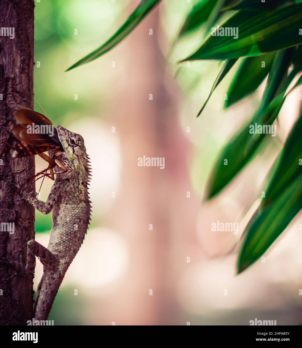VERTICAL Macro close-up photo captures moment big gray lizard eat ...