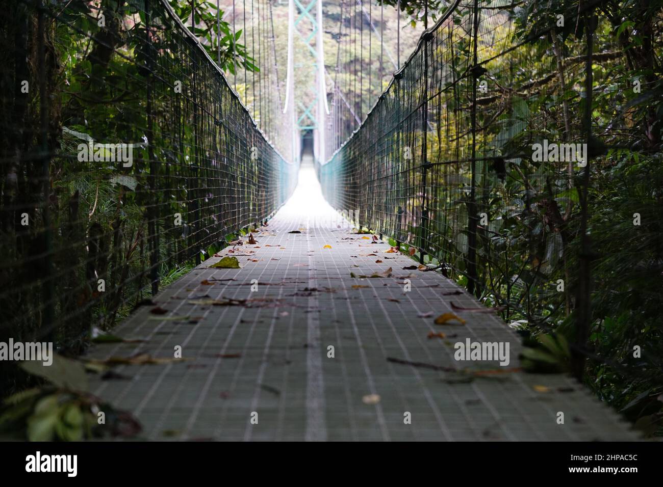 Forest walkway suspension bridge Stock Photo - Alamy