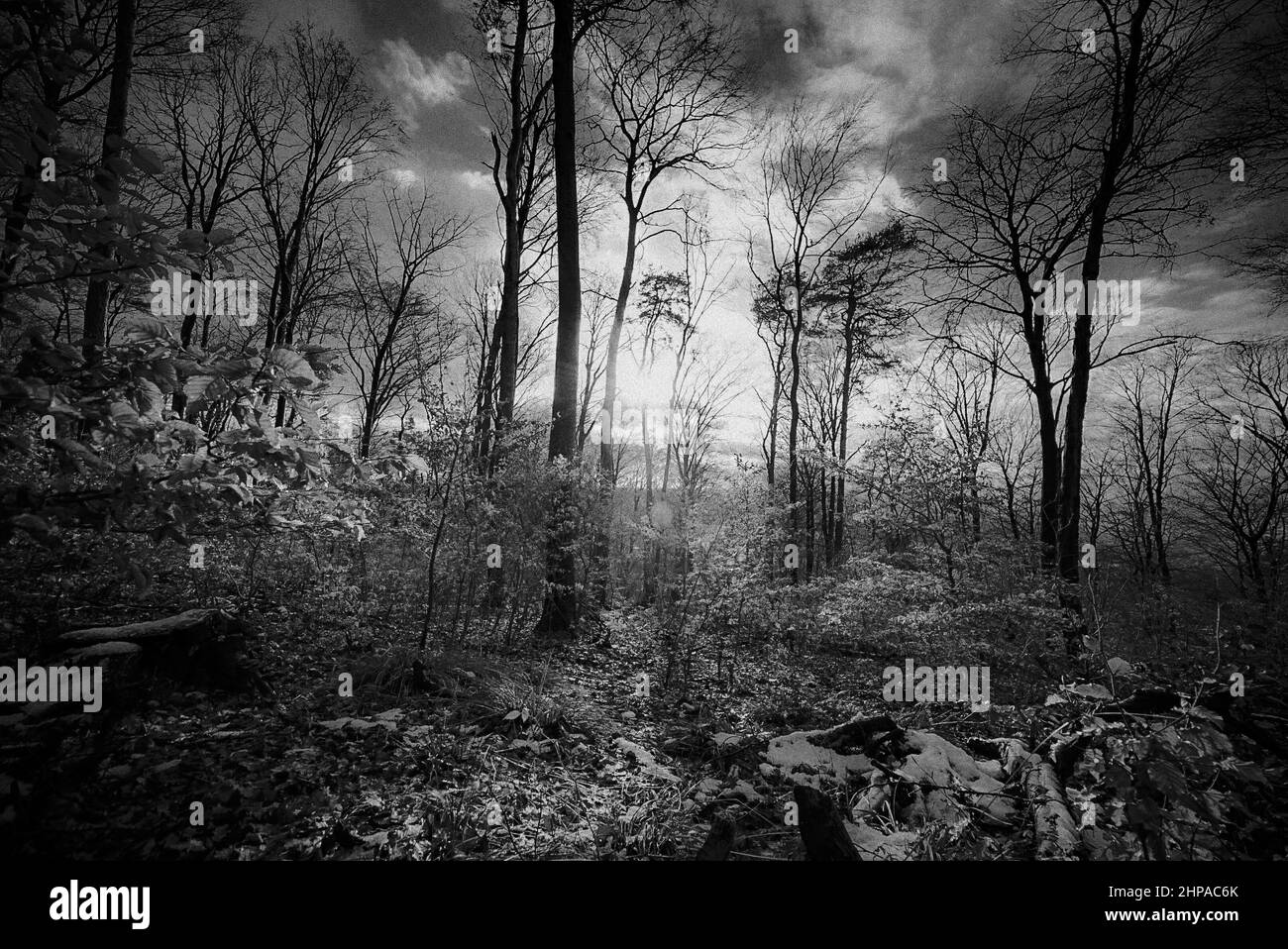Greyscale shot of trees in a forest Stock Photo - Alamy