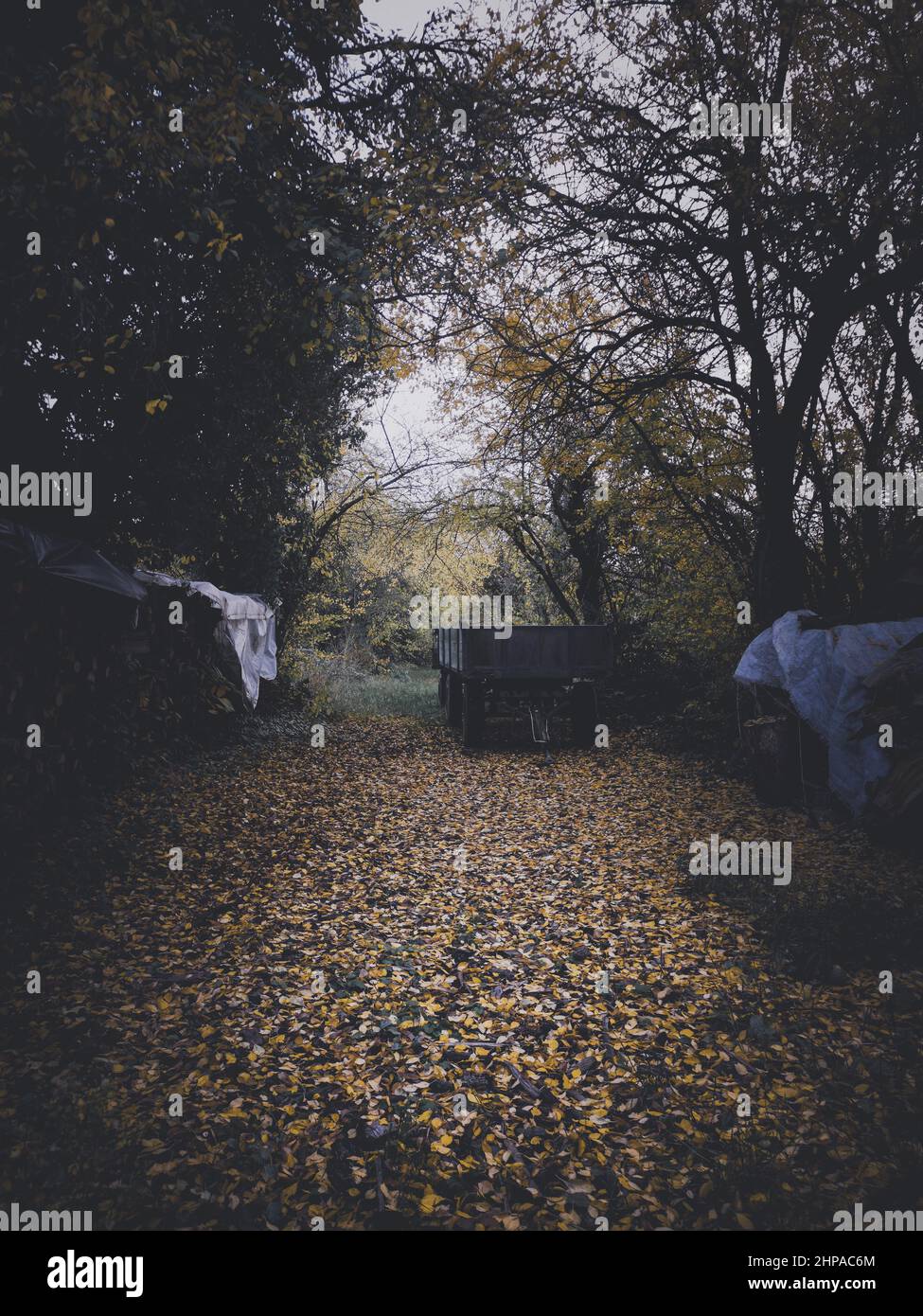 Autumnal forest with abandoned objects Stock Photo - Alamy