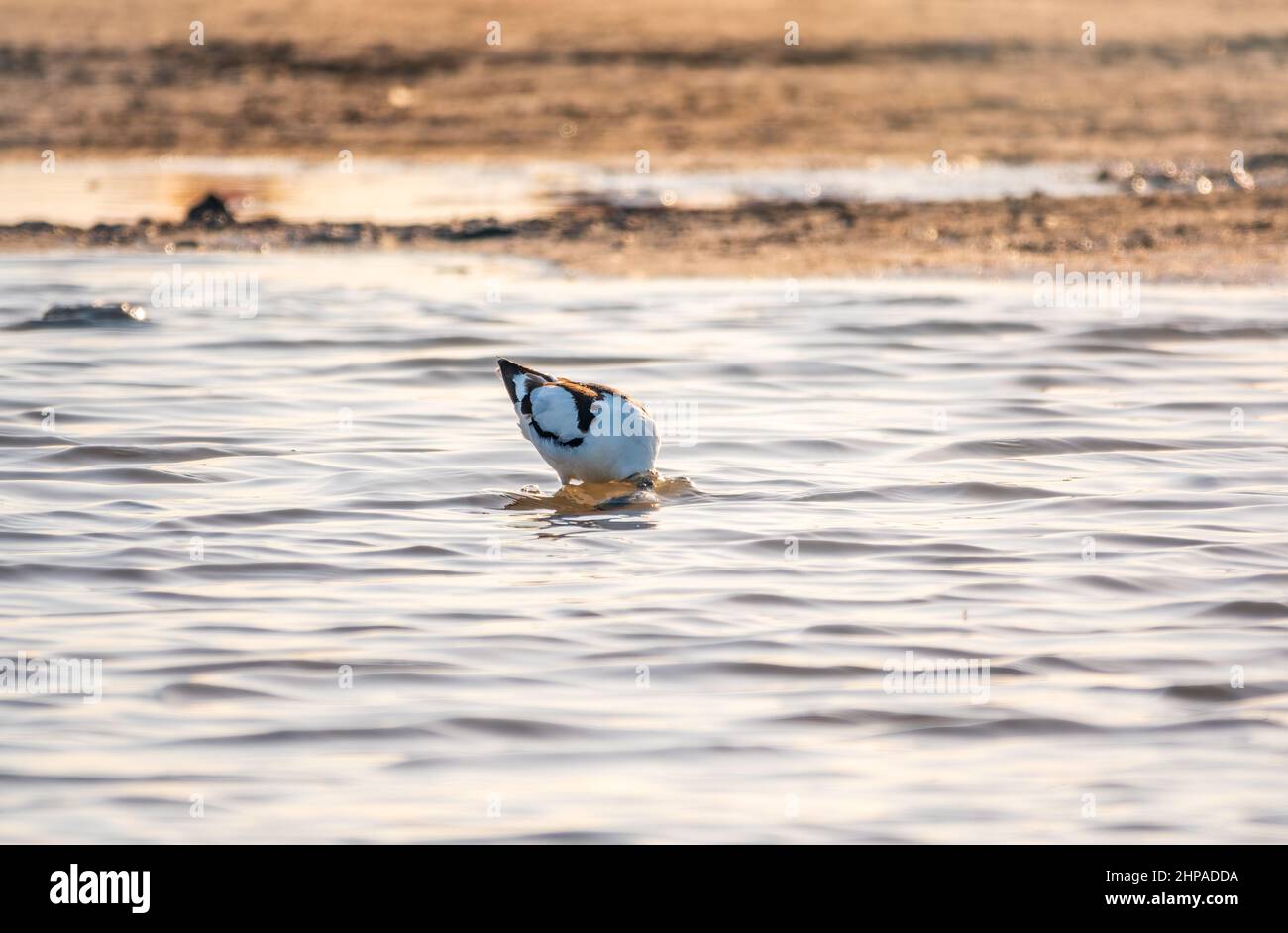 Water bird pied avocet, Recurvirostra avosetta, feeding in the lake ...