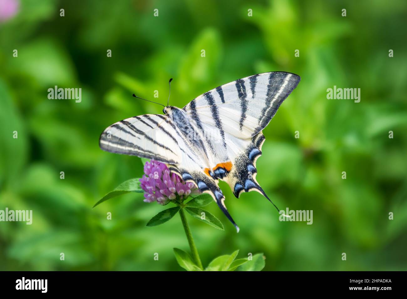 Beautiful Butterfly Scarce Swallowtail, Sail Swallowtail, Pear-tree ...